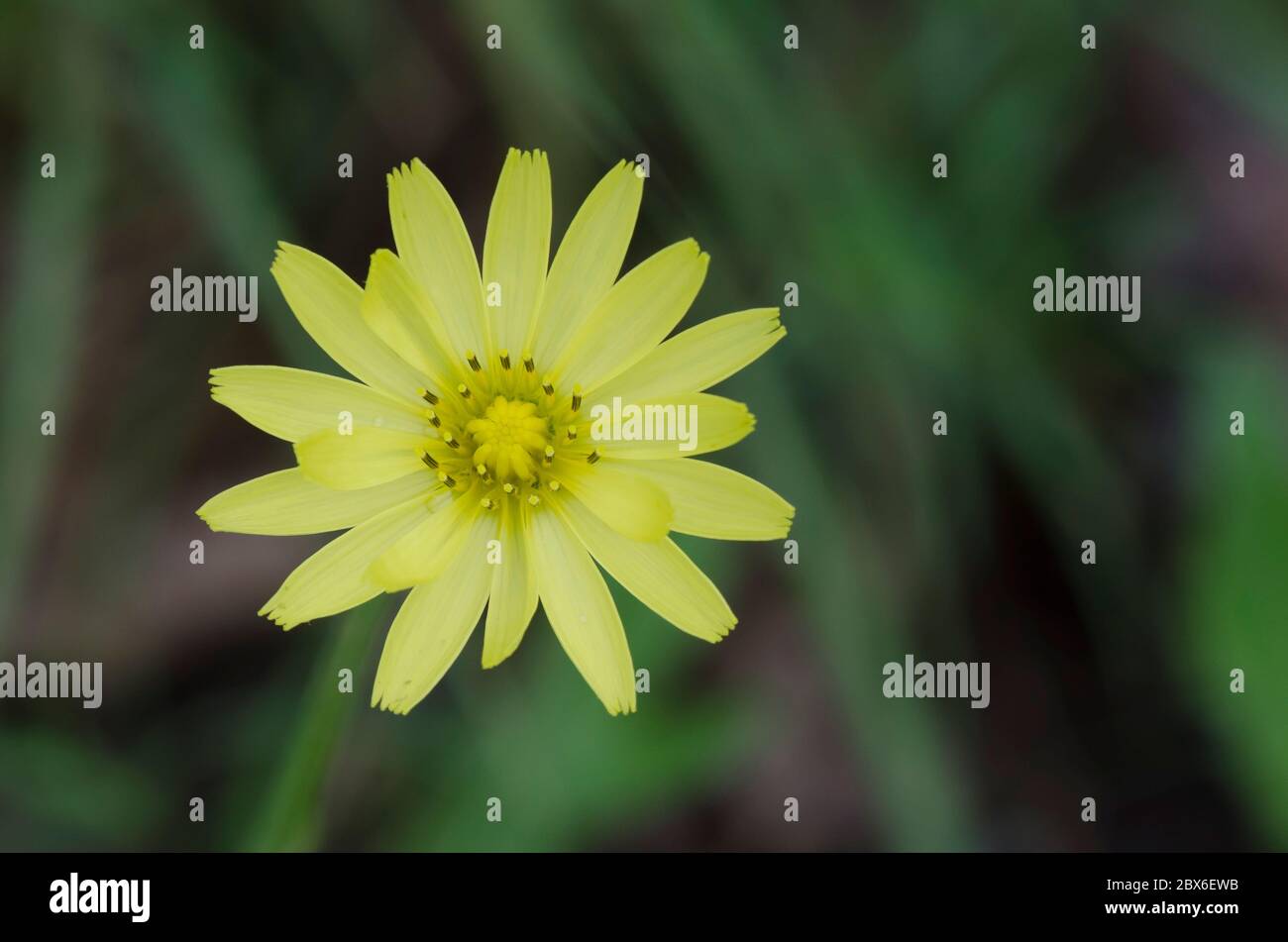 False dandelion hi-res stock photography and images - Alamy