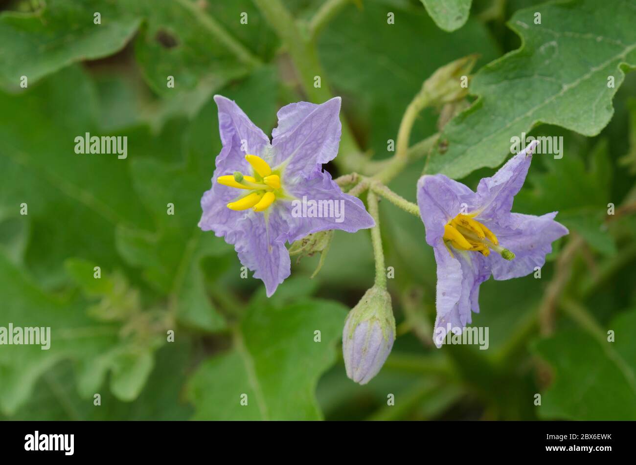 Nightshade, Solanum sp Stock Photo - Alamy