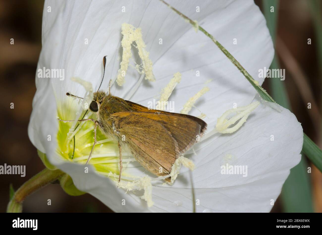 Crossline Skipper, Limochores origenes, male probing Showy Evening ...
