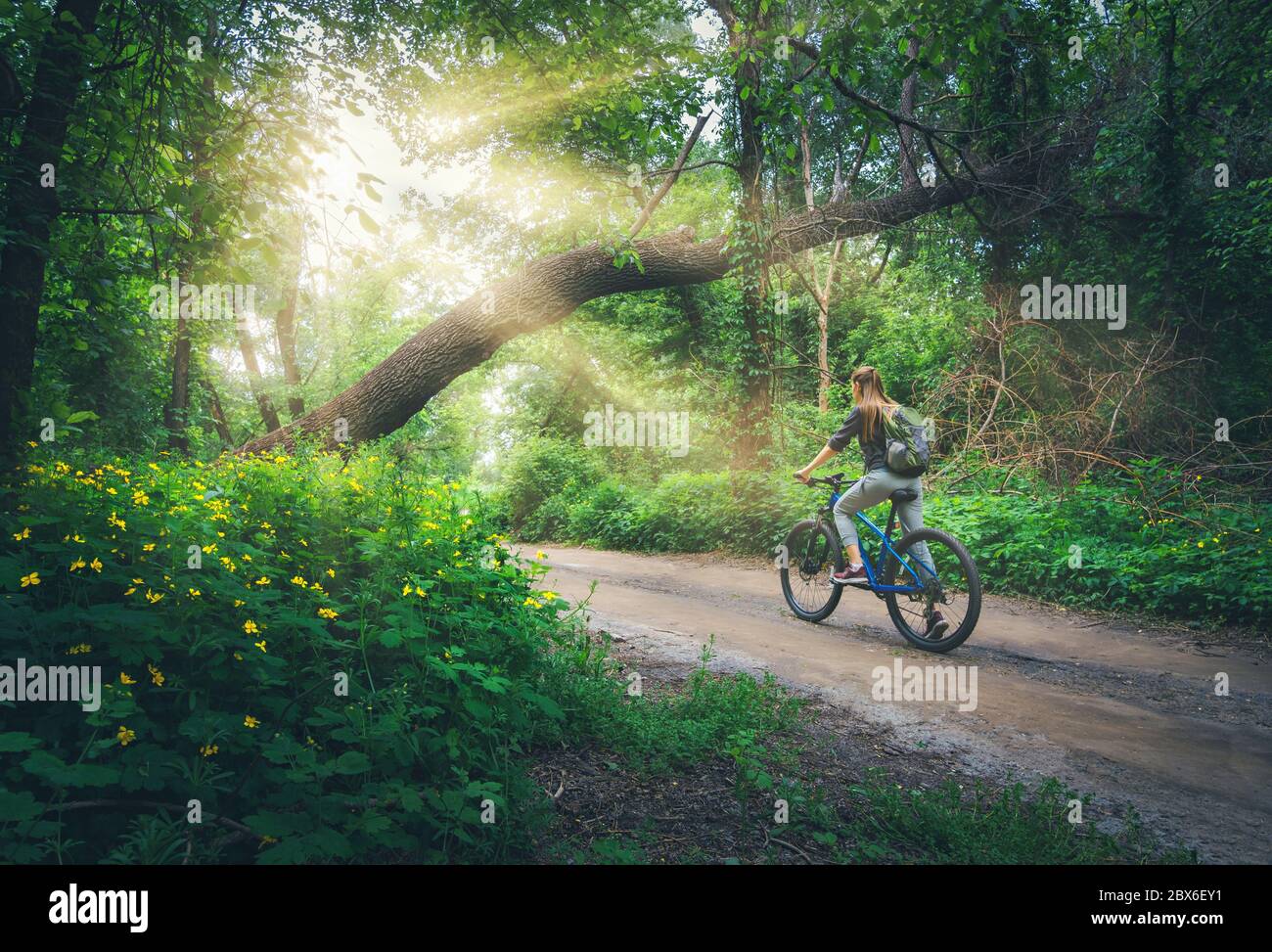 Bike ride in the forest hi-res stock photography and images - Alamy