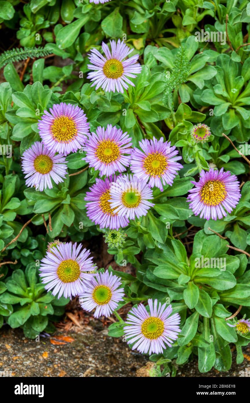 Mexican flea bane hi-res stock photography and images - Alamy