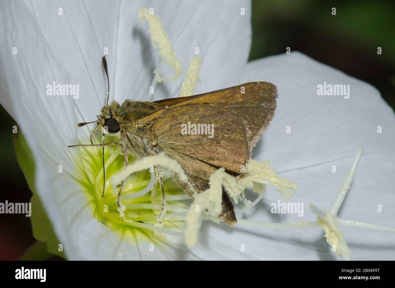 Crossline Skipper, Limochores origenes, male probing Showy Evening ...