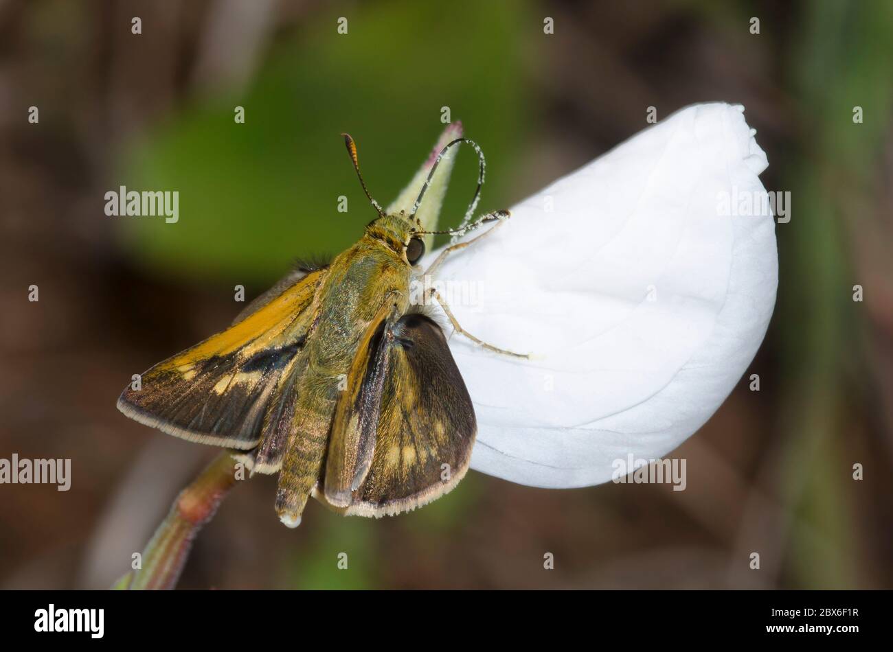 Crossline Skipper, Limochores origenes, male probing Showy Evening ...