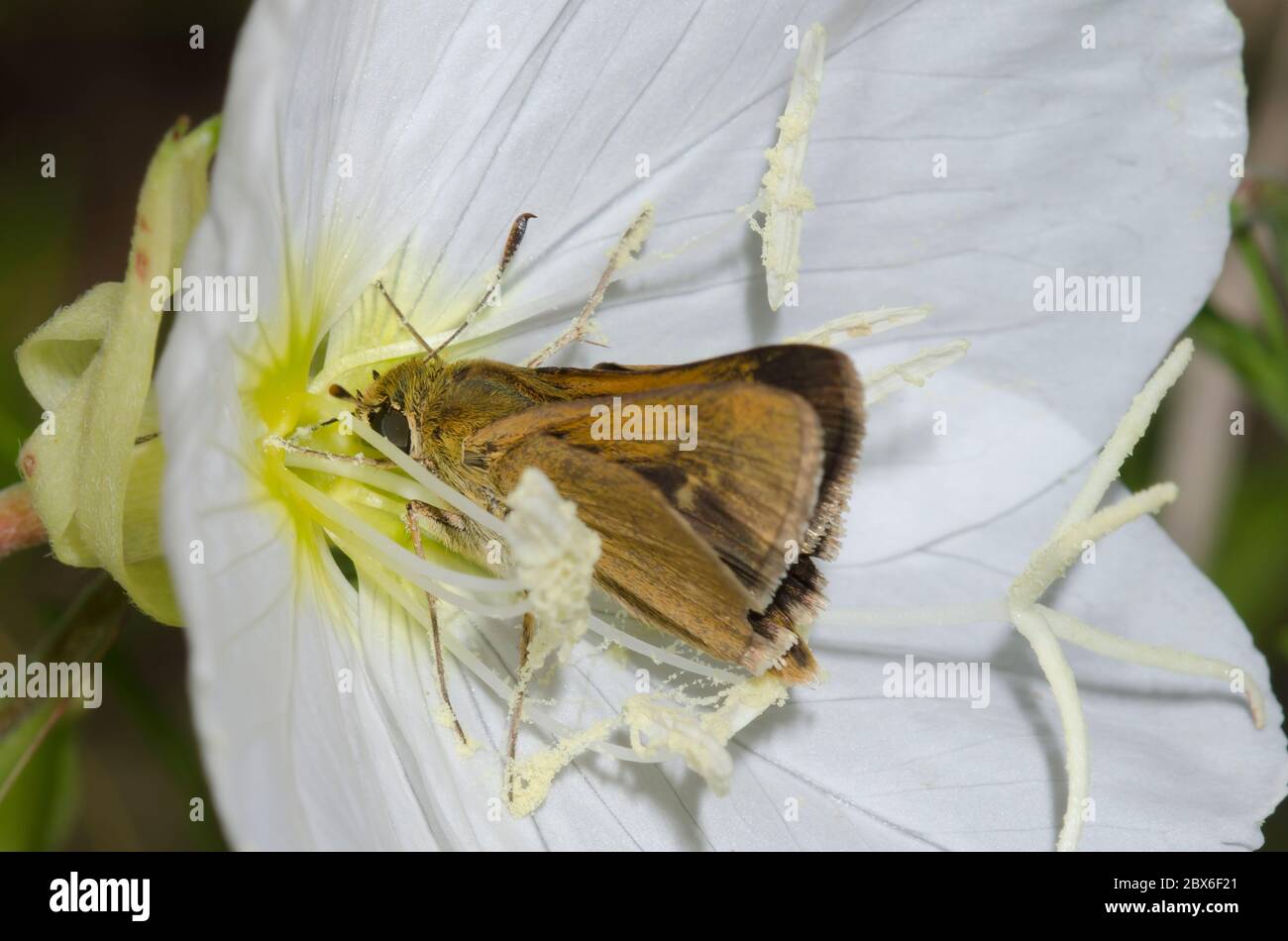 Crossline Skipper, Limochores origenes, male probing Showy Evening ...