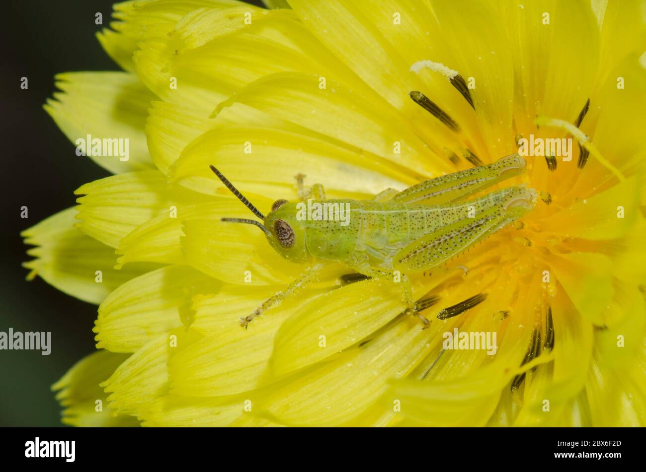 Spur-throated Grasshopper, Melanoplus sp., nymph on False Dandelion ...