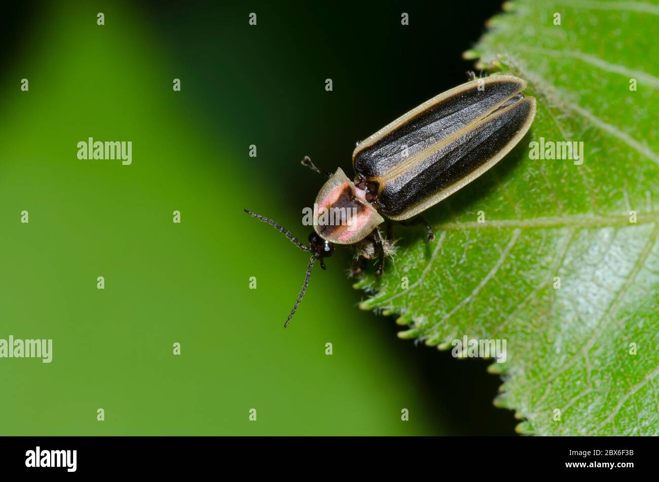 Firefly beetle hi-res stock photography and images - Alamy