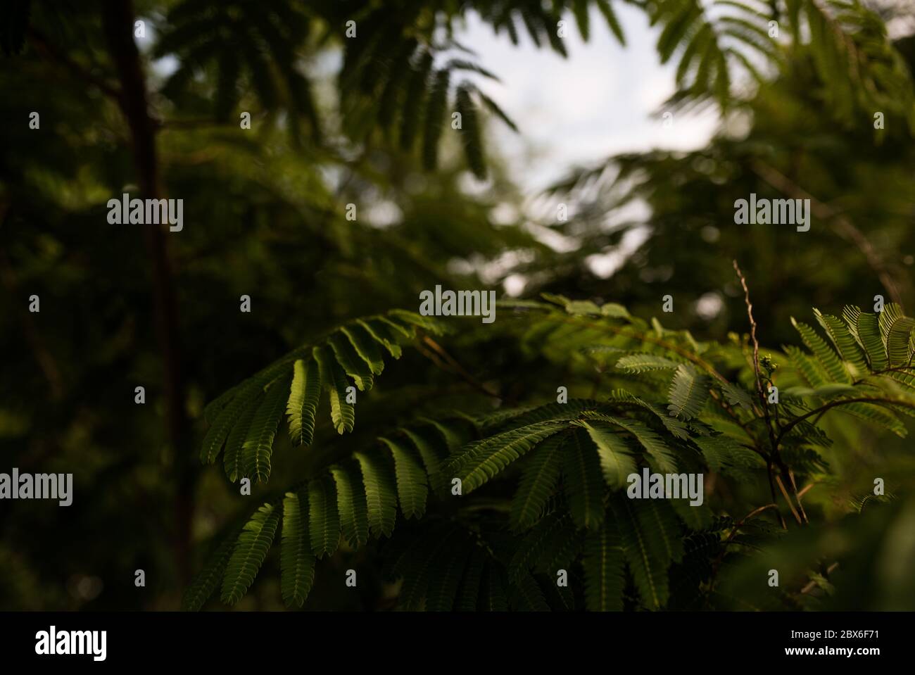 Mimosa tree branches hi-res stock photography and images - Alamy