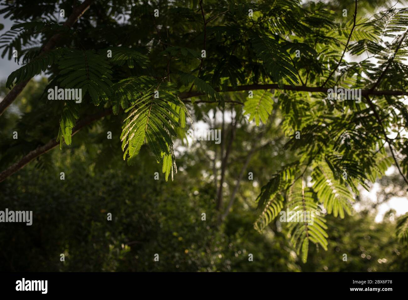 Mimosa Tree branch with leaves Stock Photo - Alamy
