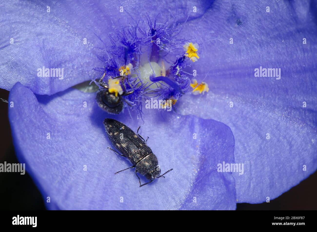 Acmaeodera sp hi-res stock photography and images - Alamy