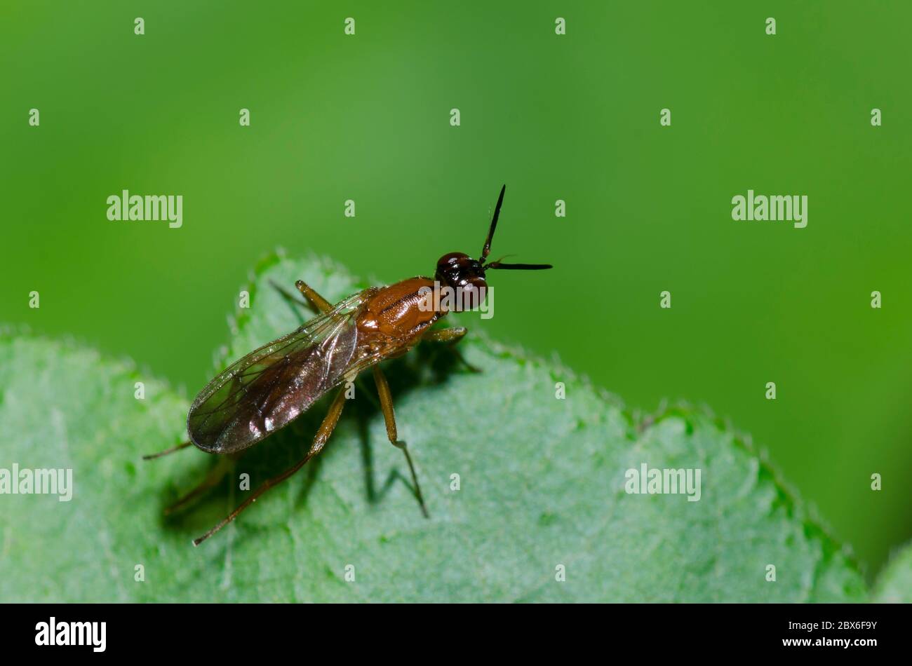 Loxocera cylindrica hi-res stock photography and images - Alamy