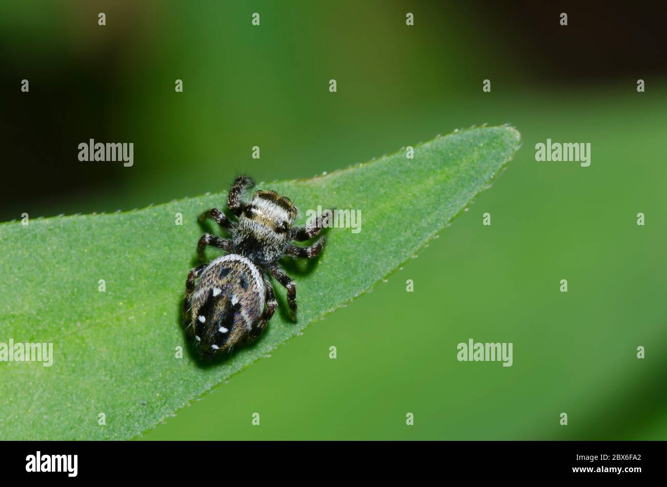 Jumping Spider, Phidippus sp Stock Photo - Alamy