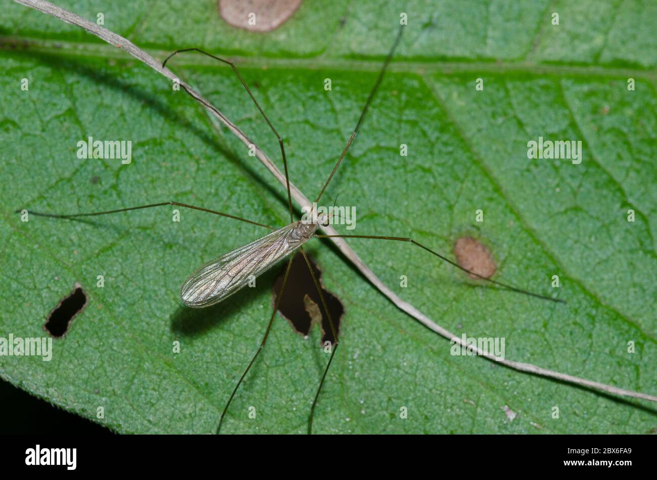 Limoniid Crane Fly, Family Limoniidae Stock Photo - Alamy