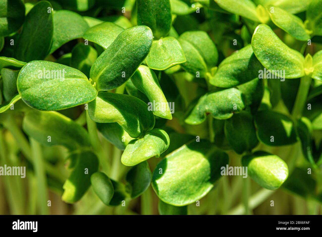 Young baby plant sprouts close up against black background Stock Photo ...