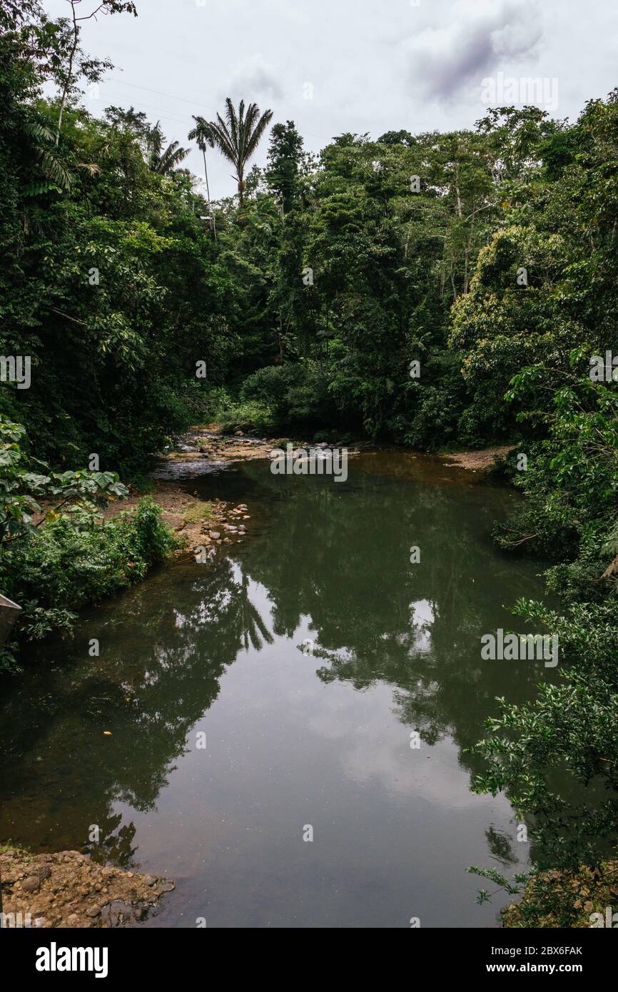 tropical landscape, amazon, riverside, tilapia pools, evergreen, trees ...