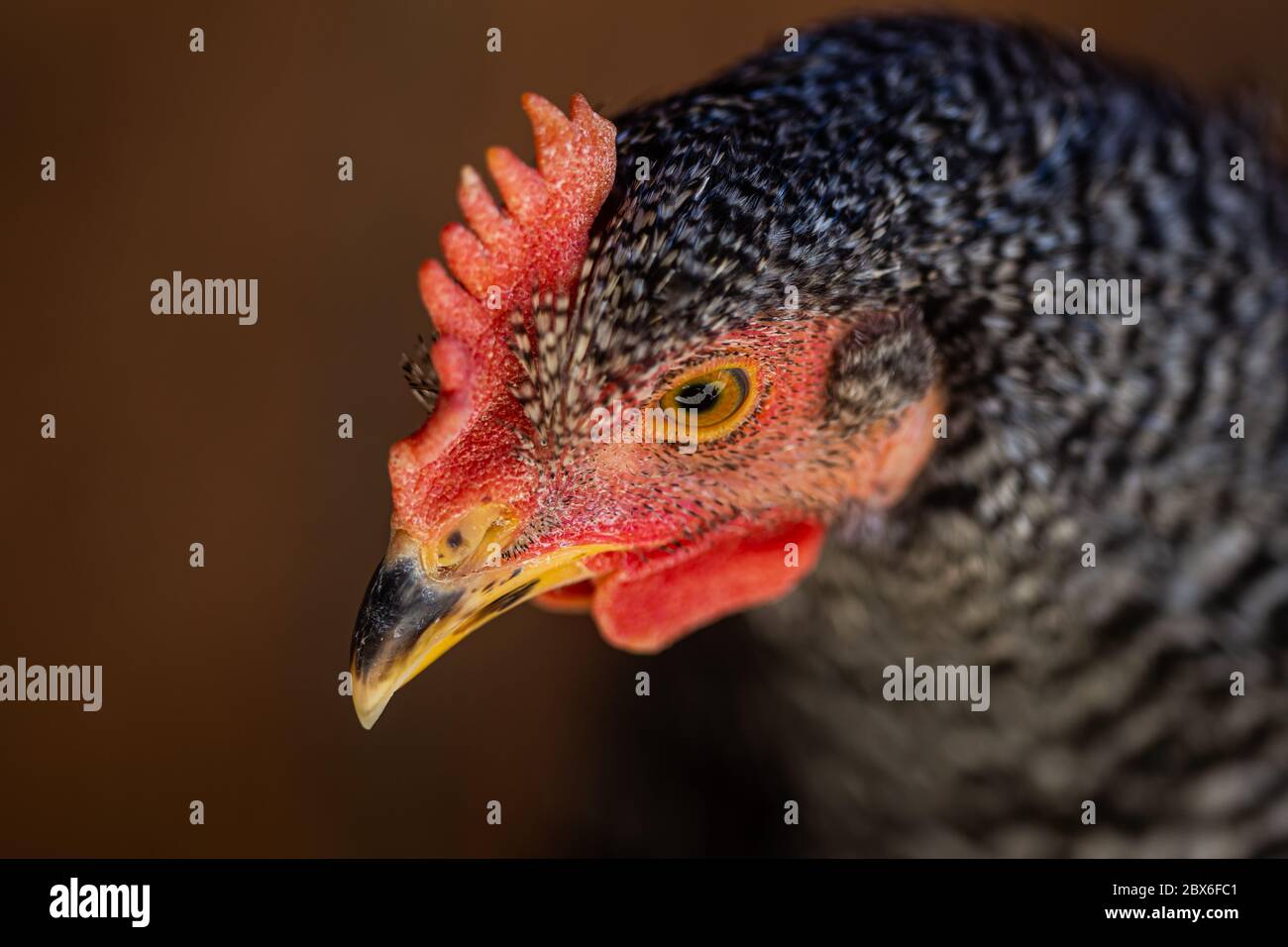 Chicken looking down in barn Stock Photo - Alamy