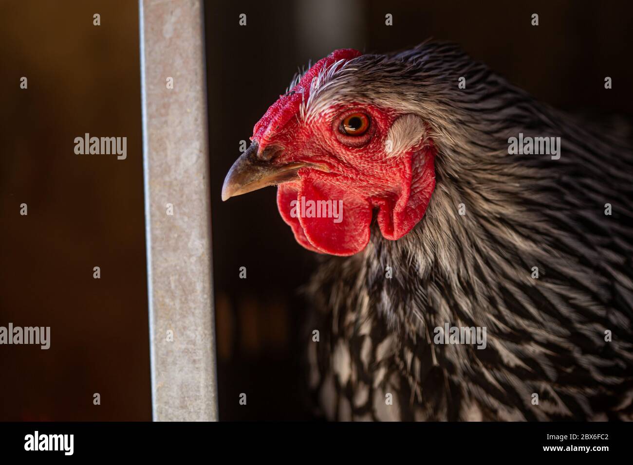 Chicken profile hi-res stock photography and images - Alamy