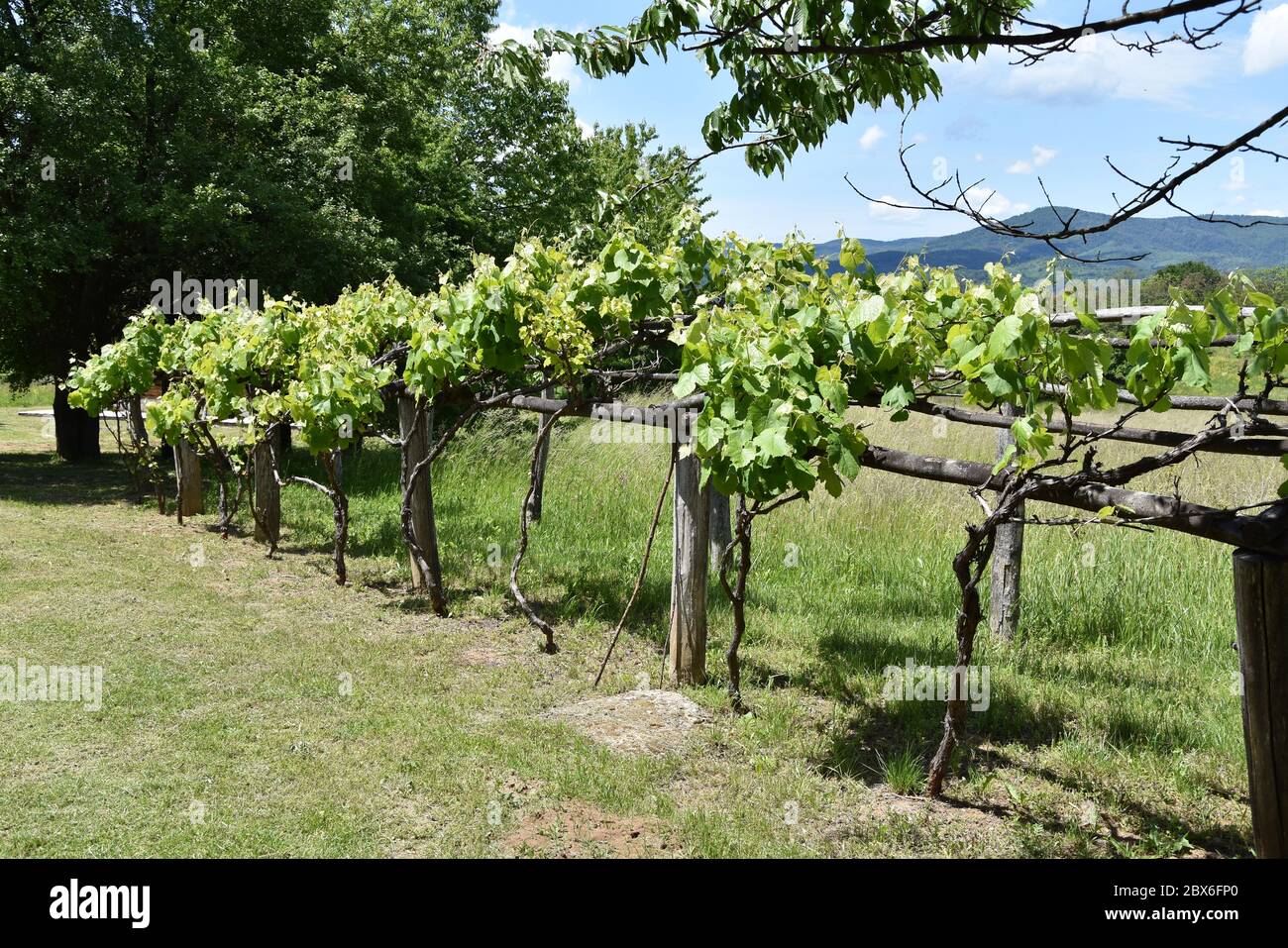Vineyard on mountain Strbac in East Serbia Stock Photo - Alamy