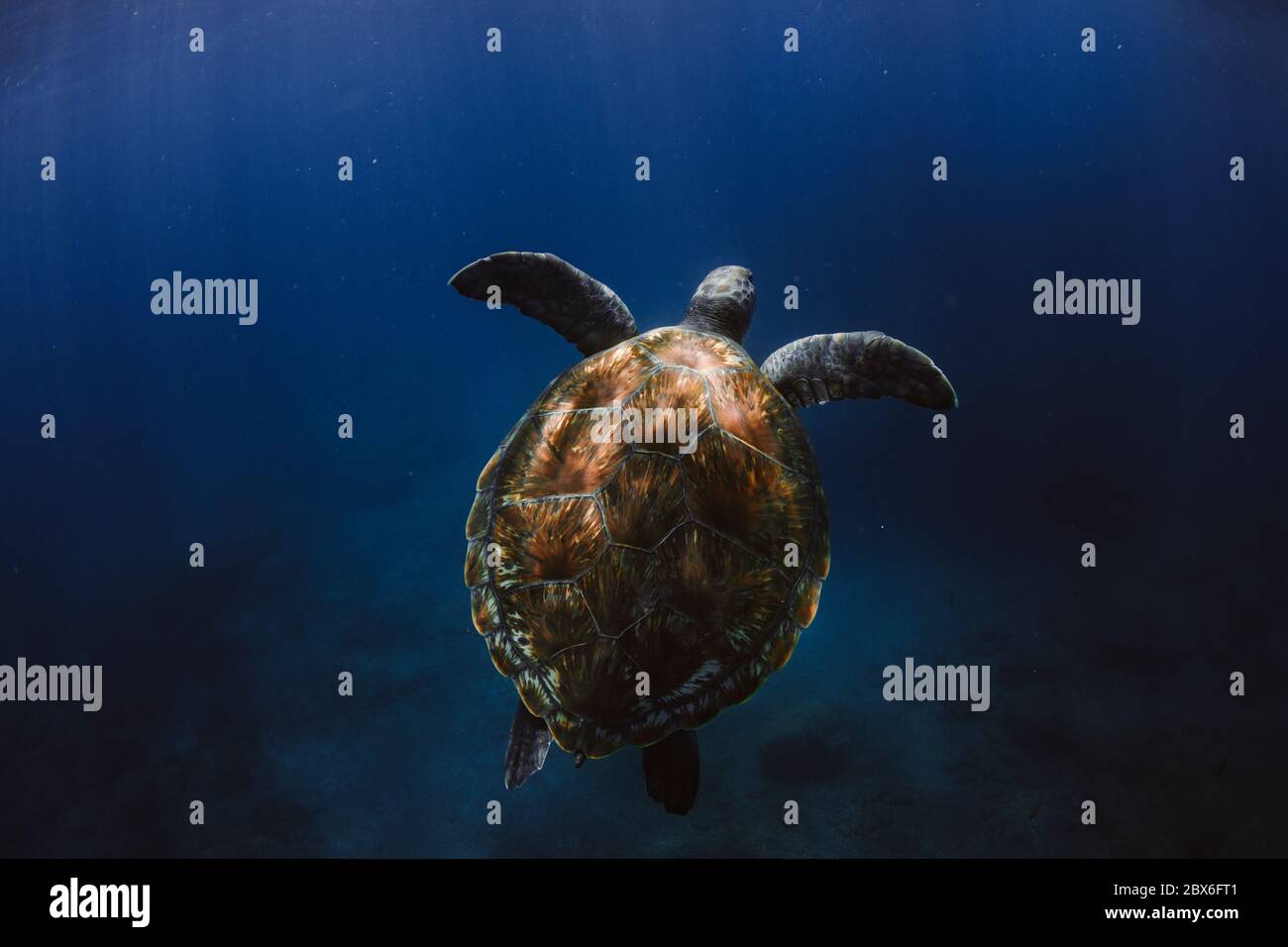 Sea turtle swimming in the Atlantic ocean Stock Photo - Alamy