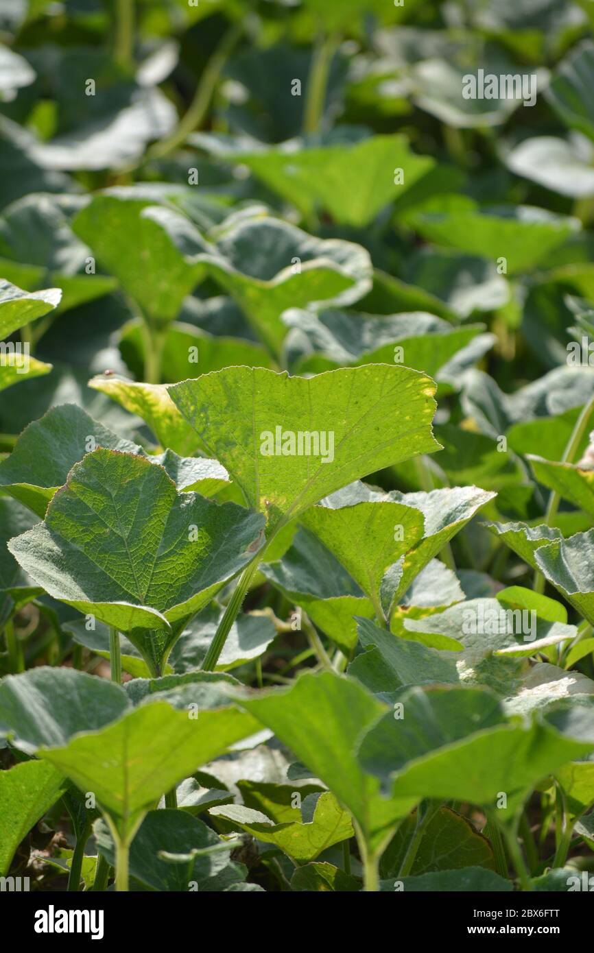 Pumpkin plants in the field. Pumpkin cultivation in India Stock Photo ...