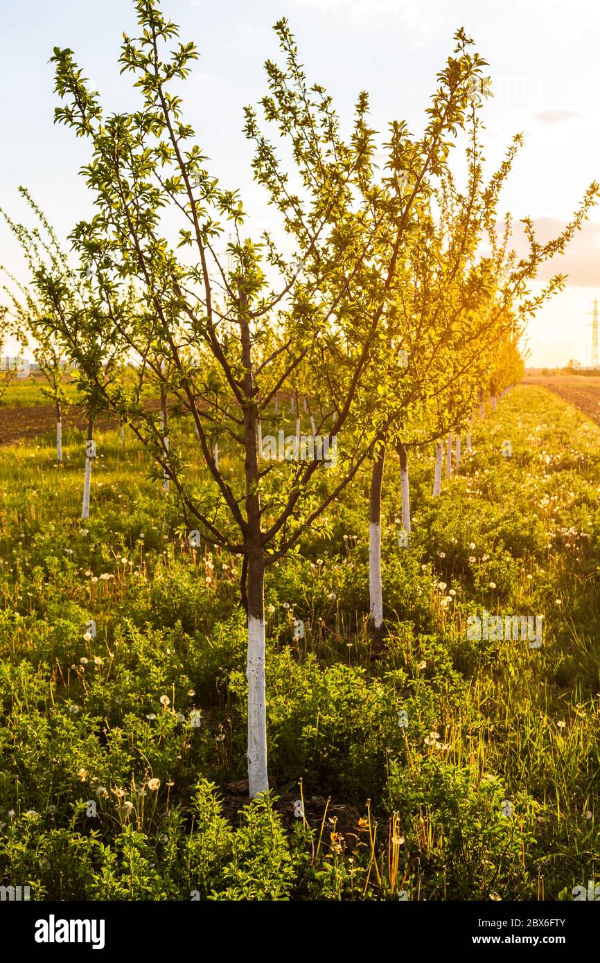 Whitewashing tree trunks hi-res stock photography and images - Alamy