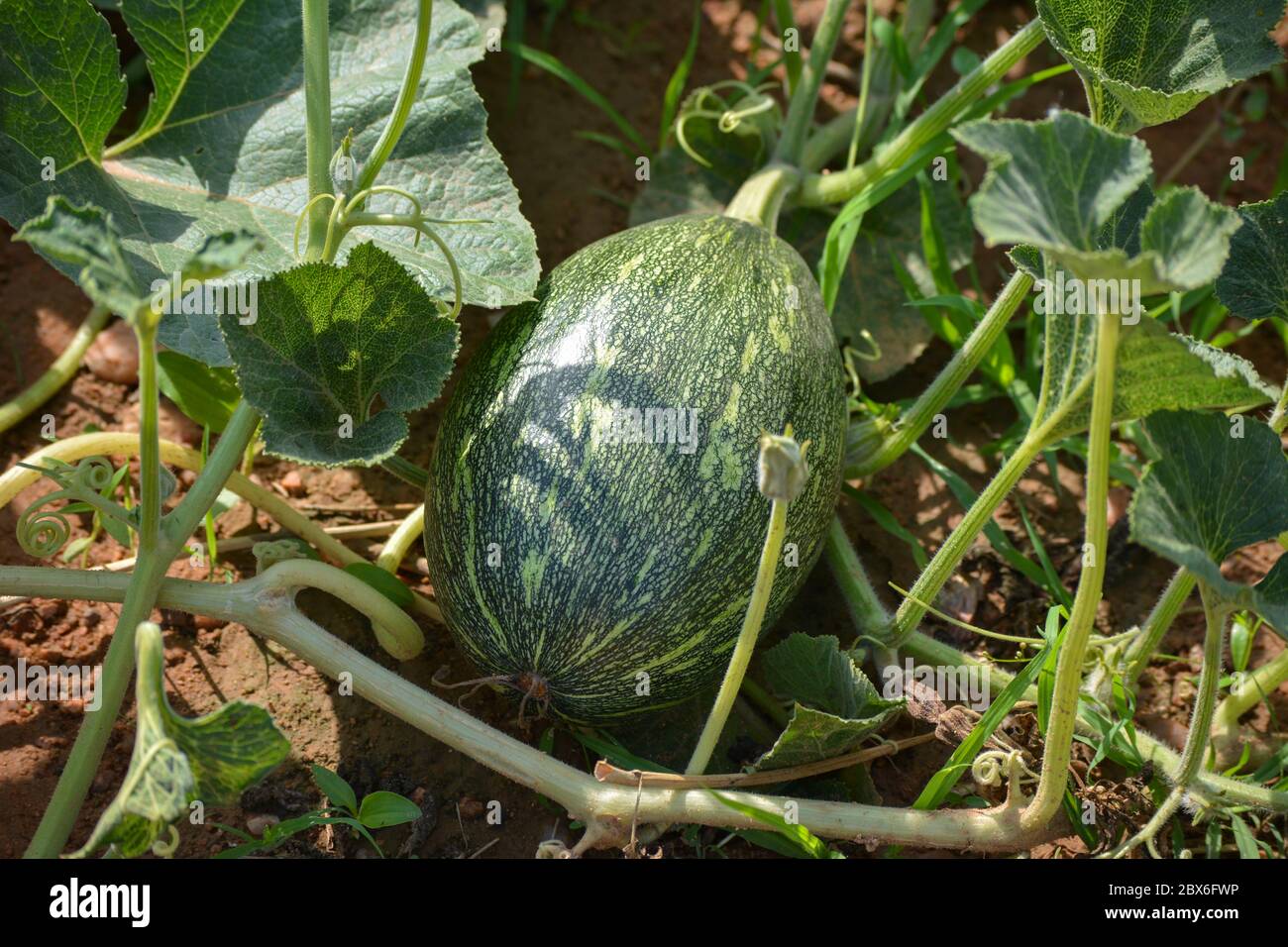 Pumpkin plants in the field. Pumpkin cultivation in India Stock Photo ...