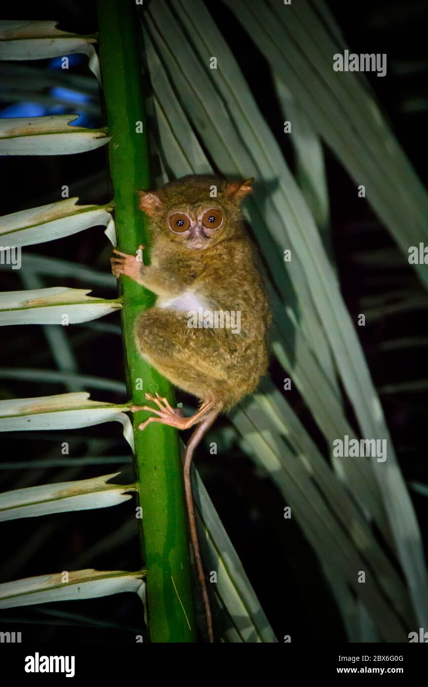 Tarsier in Tangkoko National Park. North Sulawesi, Indonesia Stock ...