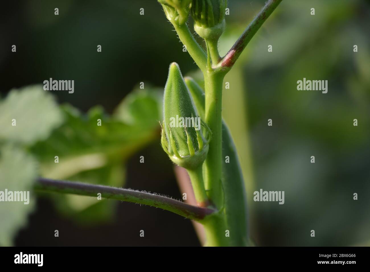 Lady finger farming hi-res stock photography and images - Alamy