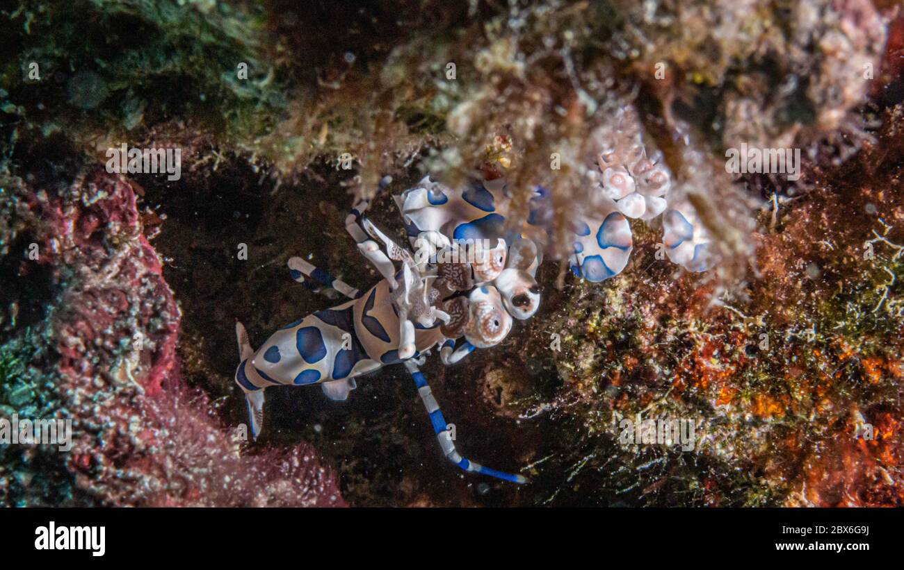 Two harlequin shrimps in the Philippines Stock Photo - Alamy
