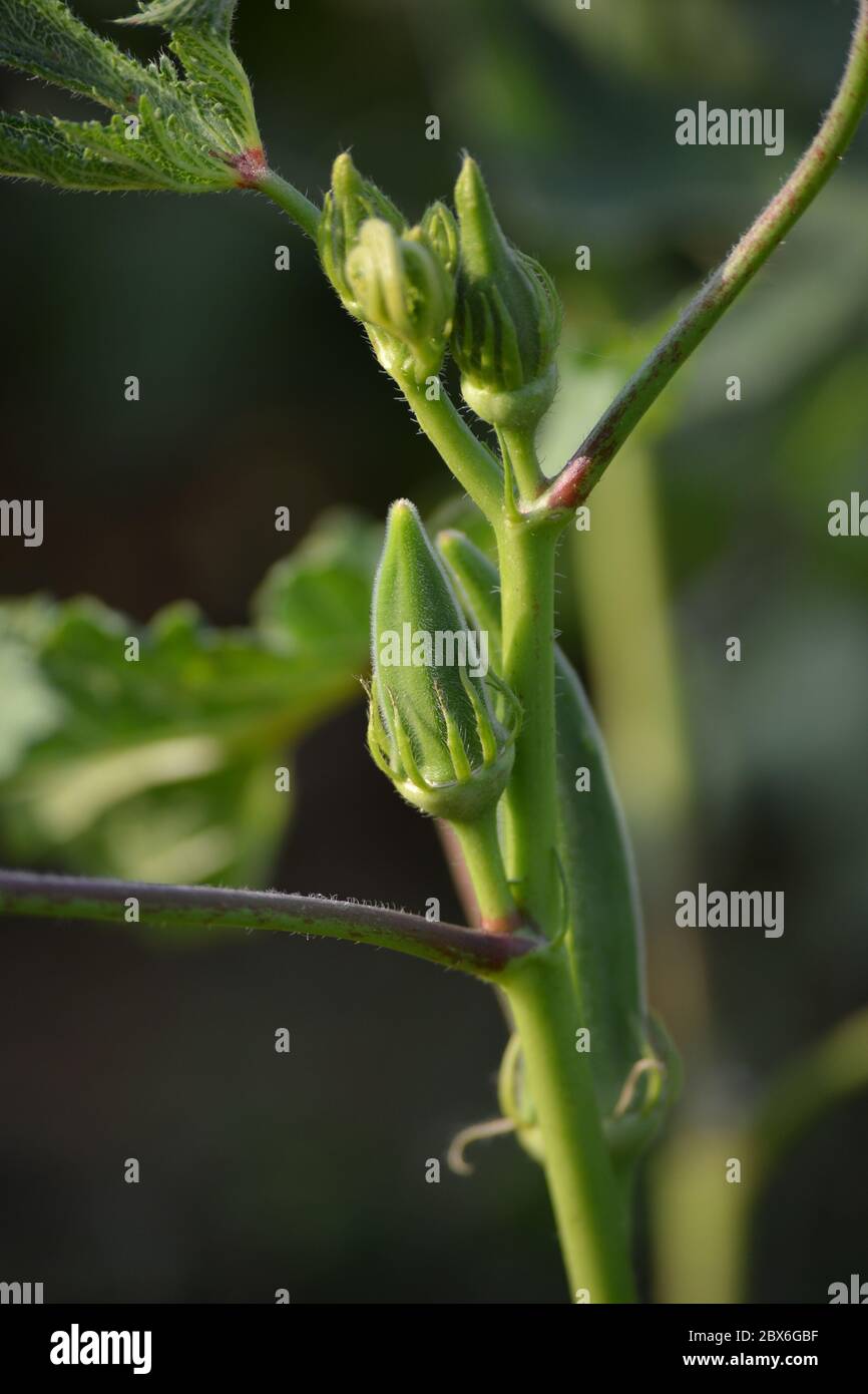Okra or lady's finger vegetable plant in the garden Stock Photo - Alamy