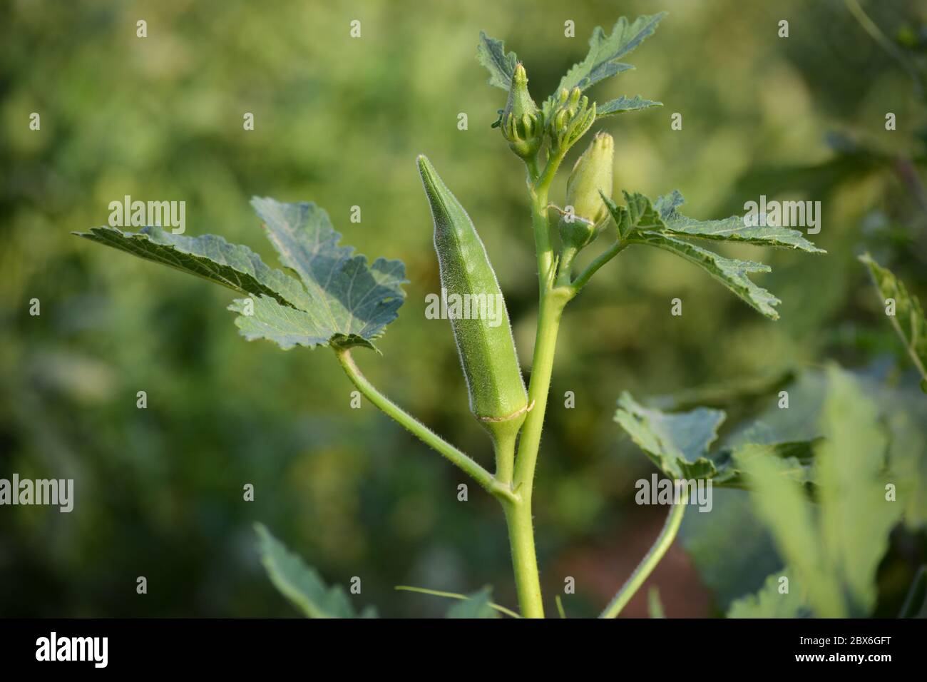 Lady finger farming hi-res stock photography and images - Alamy