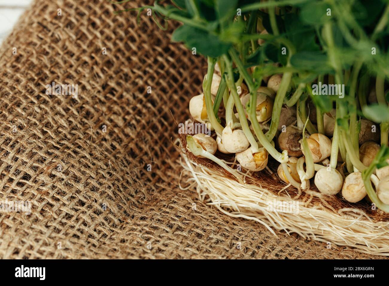 Micro roots hi-res stock photography and images - Alamy