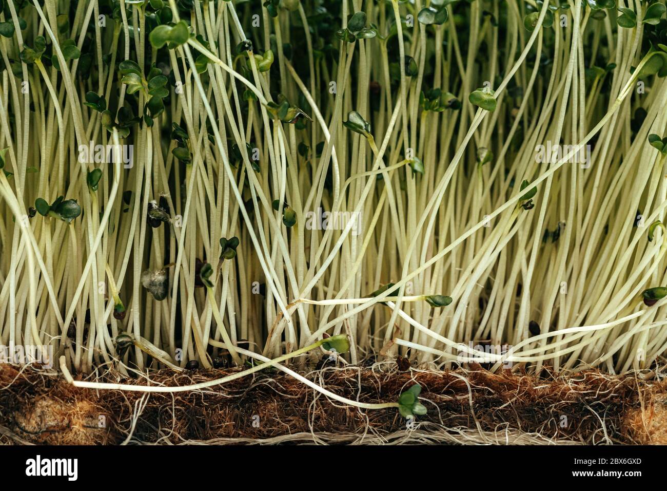 Roots of micro green plant close up Stock Photo - Alamy