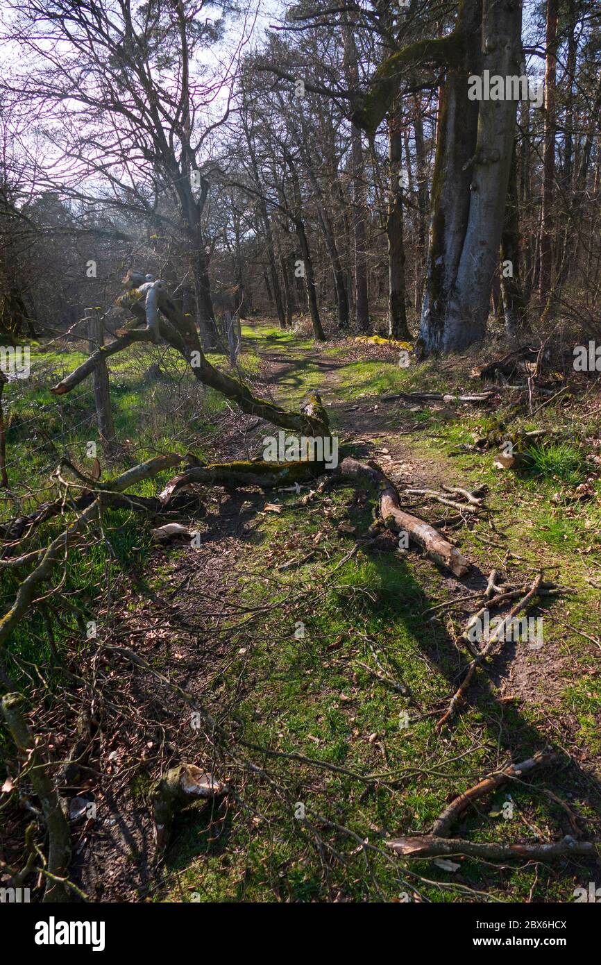 Baden baden sandweier hi-res stock photography and images - Alamy