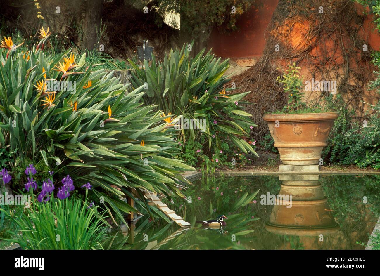 Clumps of orange and purple flowers by pond Stock Photo - Alamy