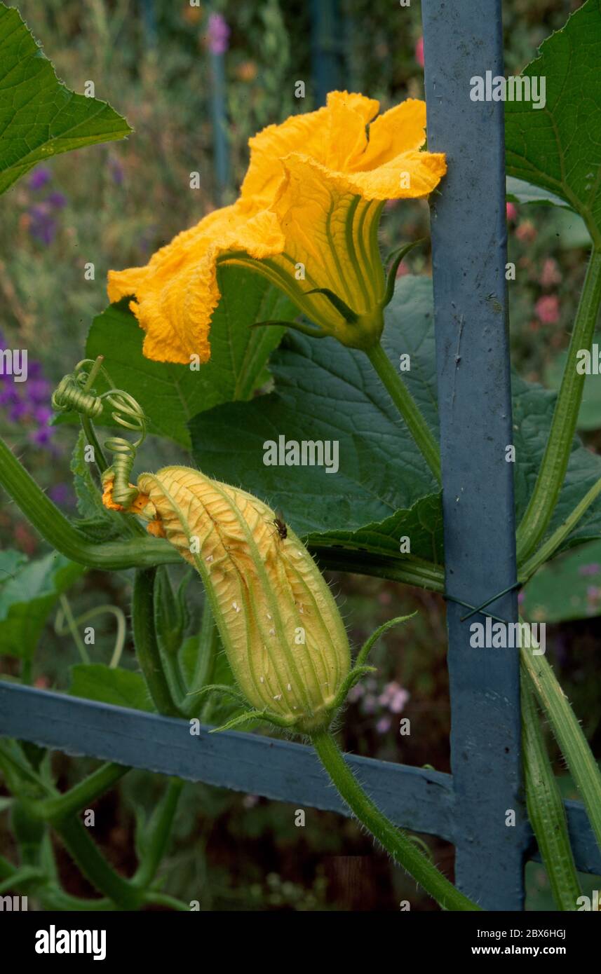 Gourd trellis hi-res stock photography and images - Alamy