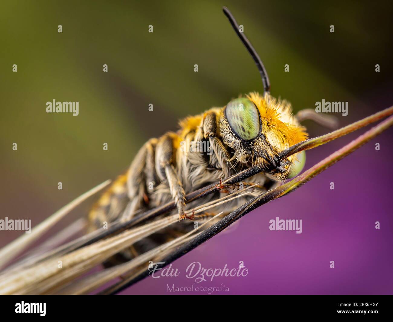 Little Megachile Sp bee sleeping Stock Photo - Alamy