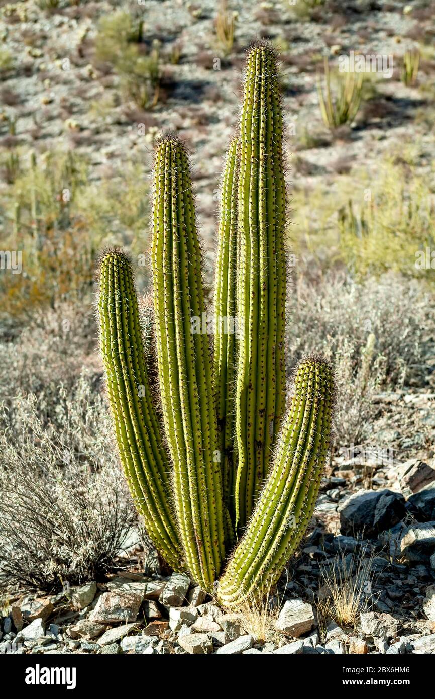 Organ Pipe cactus (Pachycereus marginatus), Organ Pipe National ...