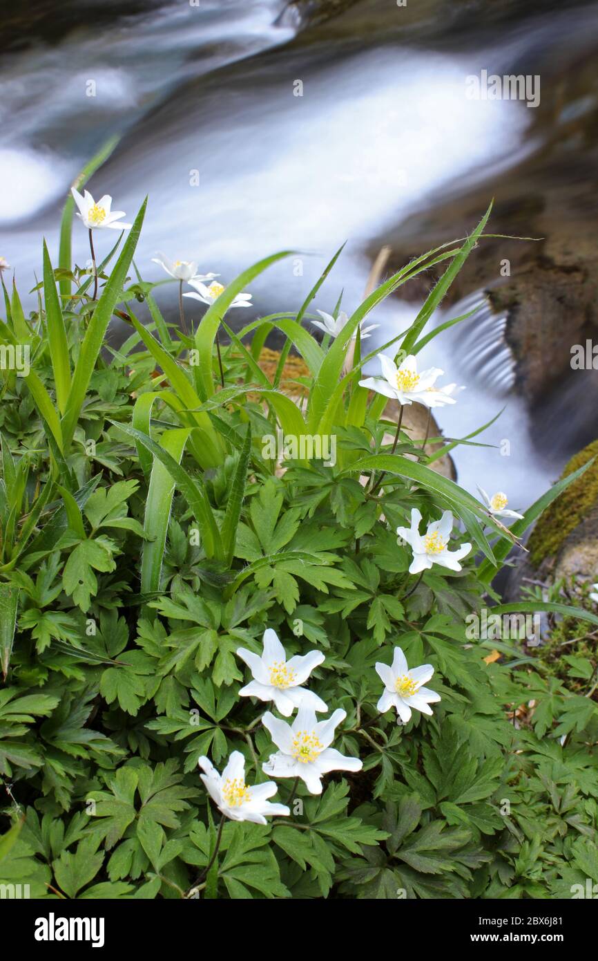 Afon dulas hi-res stock photography and images - Alamy