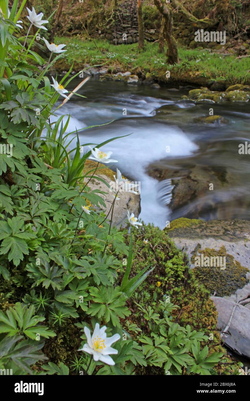 River dulas corris hi-res stock photography and images - Alamy