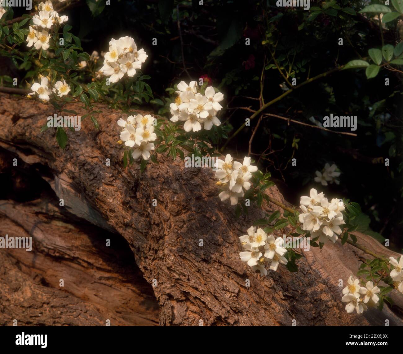 Rose scrambling over tree hi-res stock photography and images - Alamy