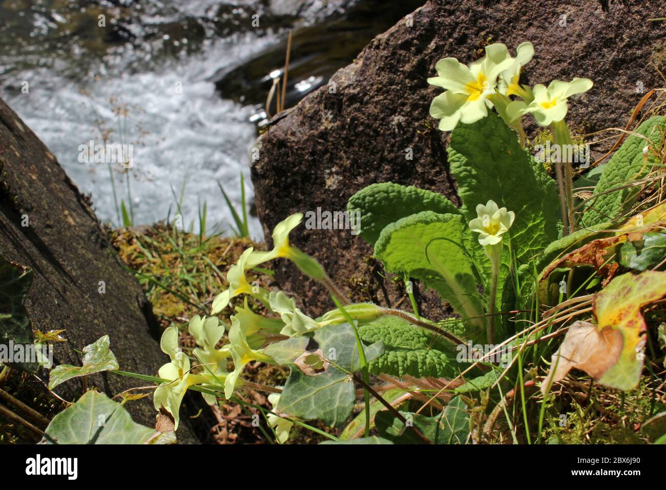 Primrose plant growing on banks of Afon Dulas, Corris, Mid Wales Stock ...