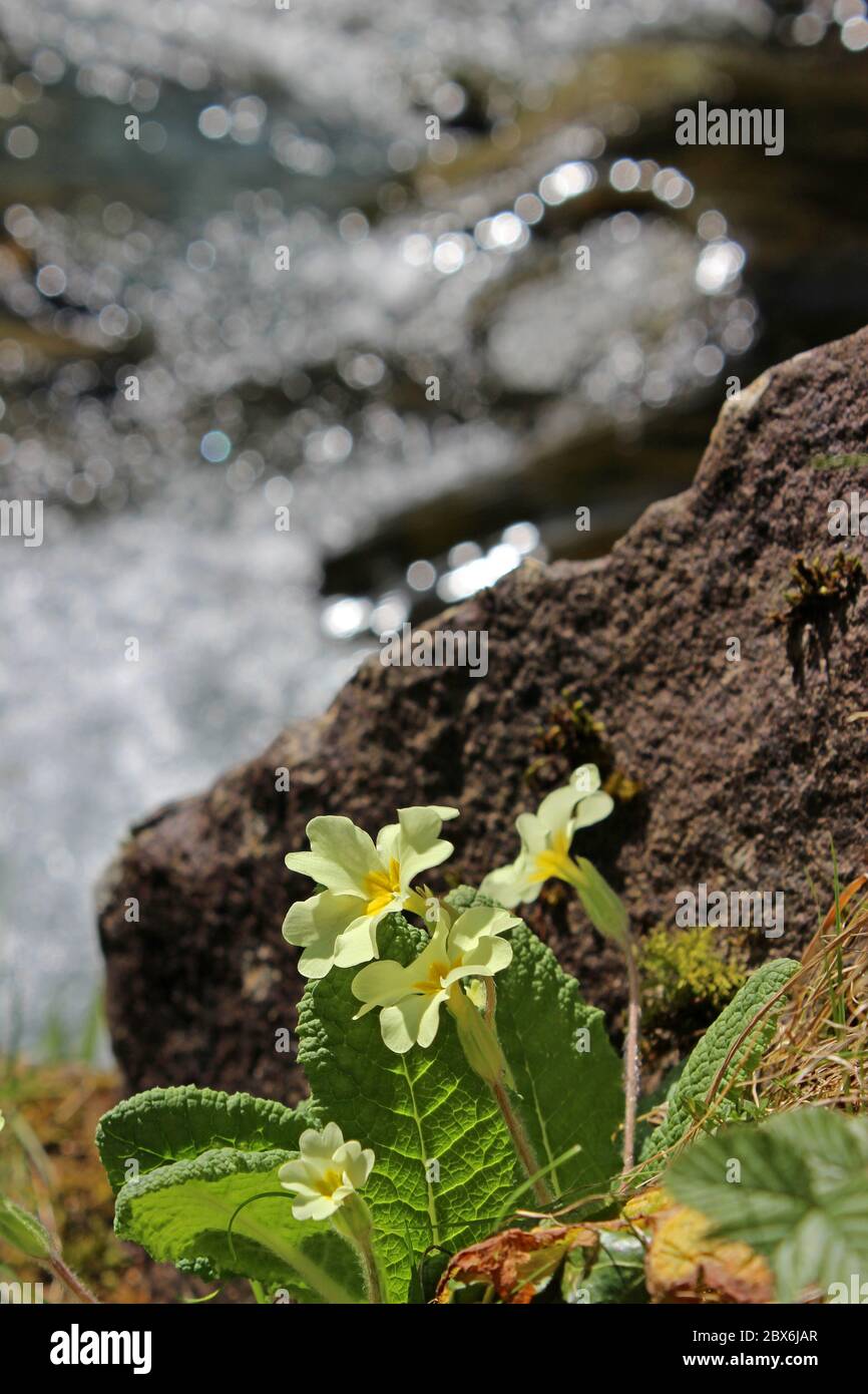 Yellow primrose growing on sides of river Dulas in Corris, Wales Stock ...