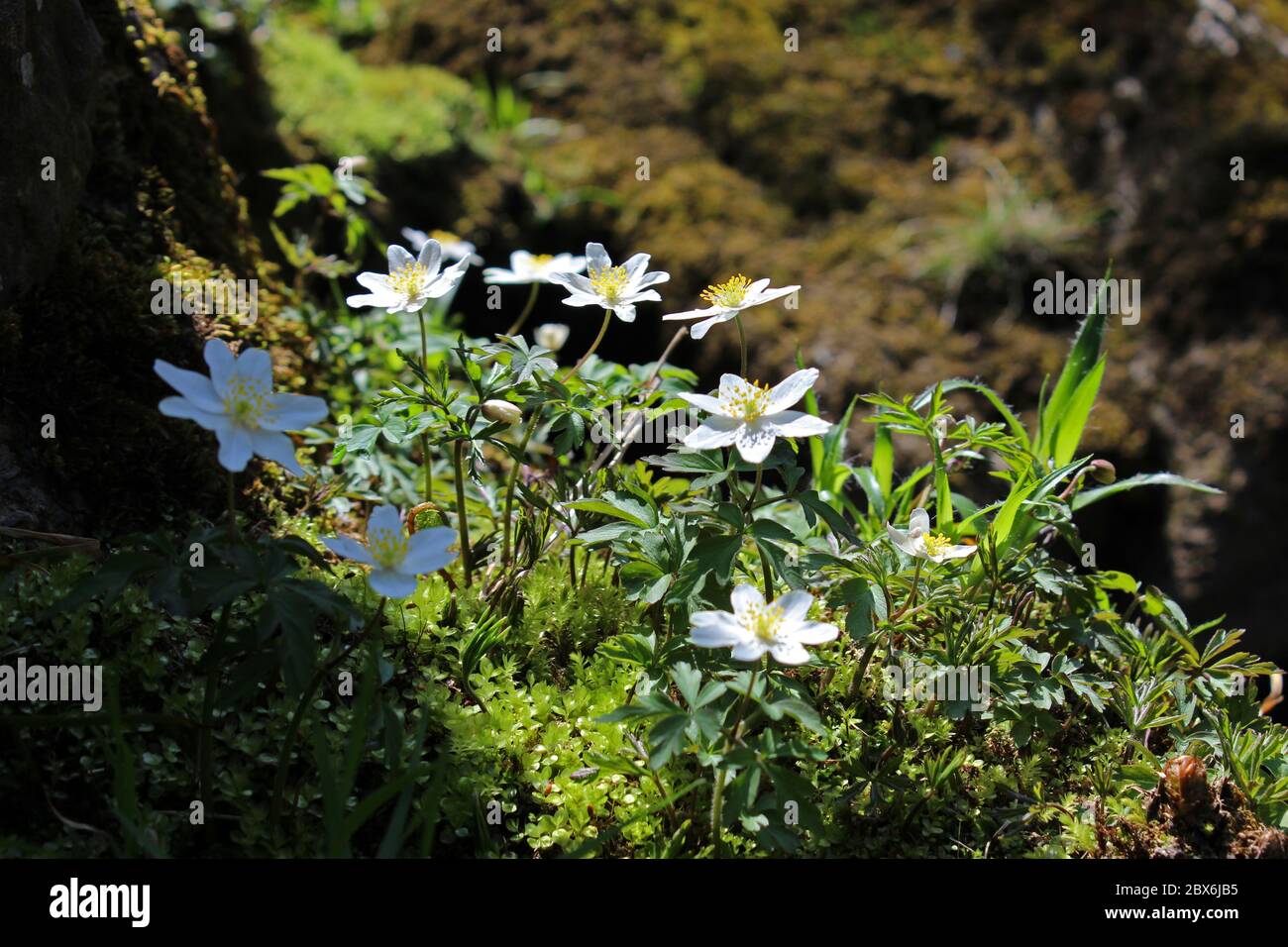 White anemone yellow centre hi-res stock photography and images - Alamy