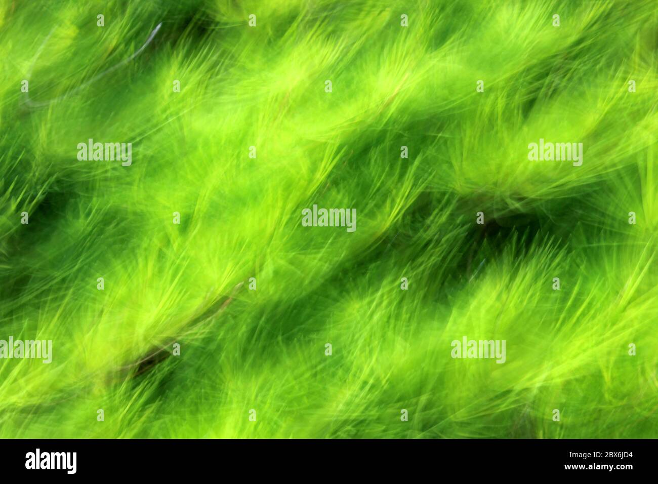 Abstract patterns by blurring of spruce leaves Stock Photo - Alamy