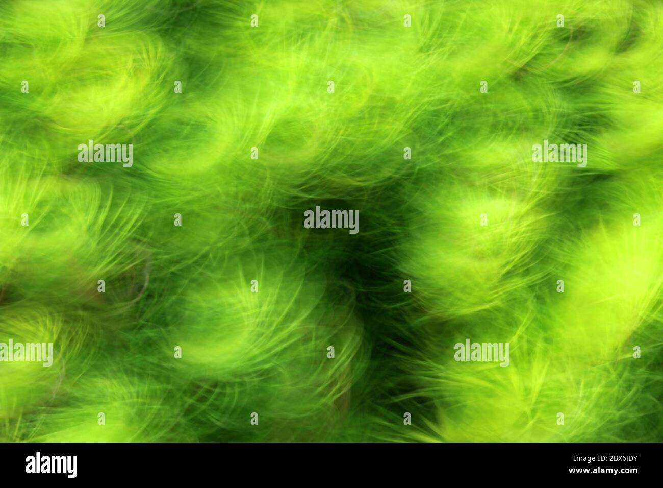 Abstract patterns by blurring of spruce leaves Stock Photo - Alamy