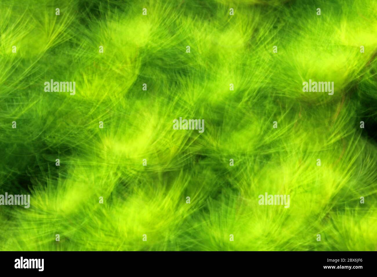Abstract patterns by blurring of spruce leaves Stock Photo - Alamy