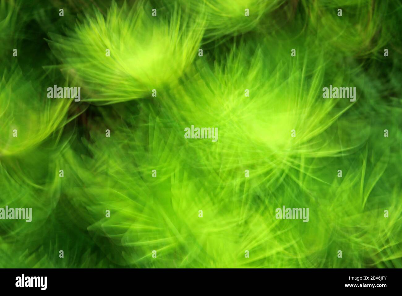 Abstract patterns by blurring of spruce leaves Stock Photo - Alamy