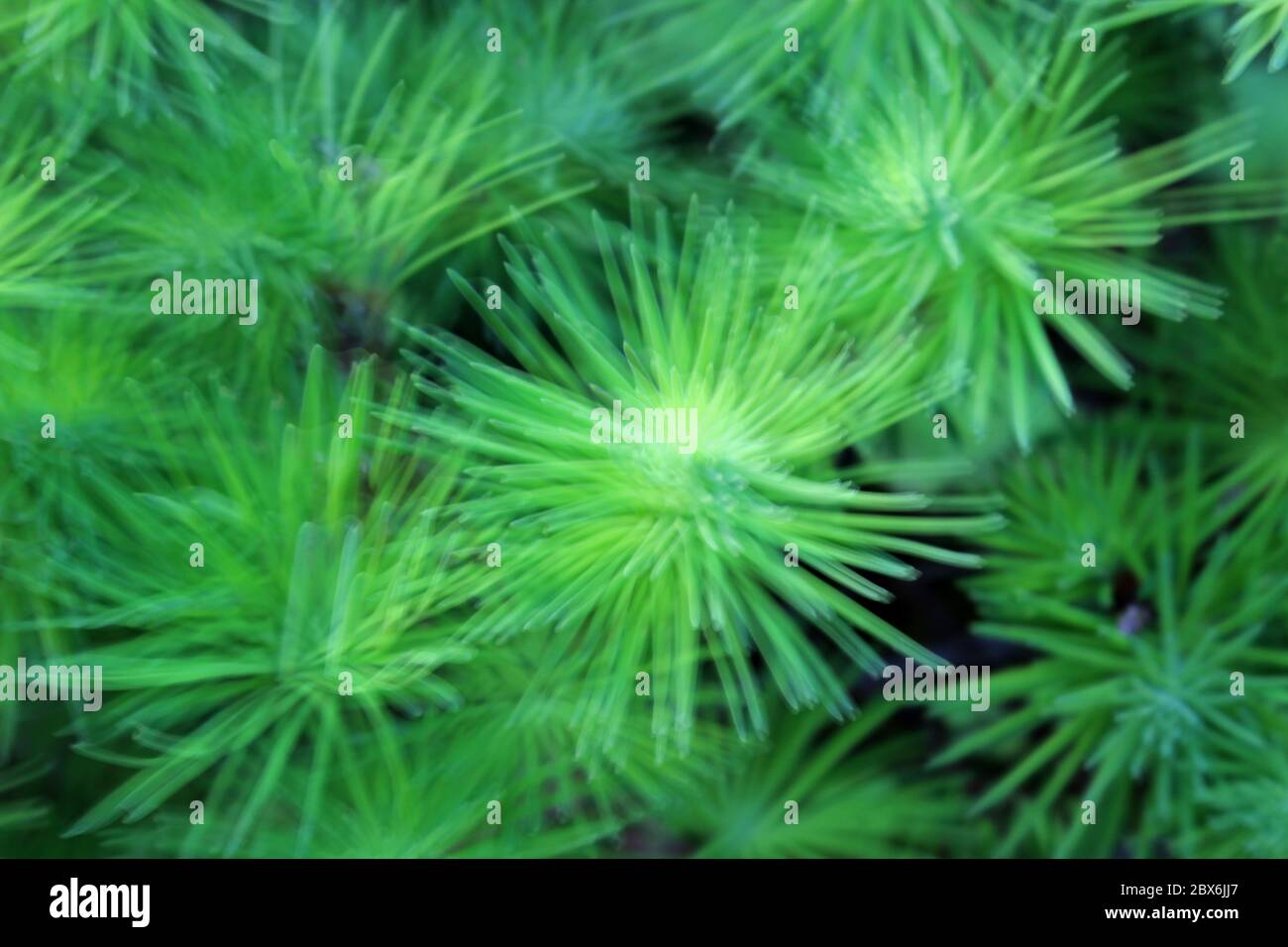 Abstract patterns by blurring of spruce leaves Stock Photo - Alamy