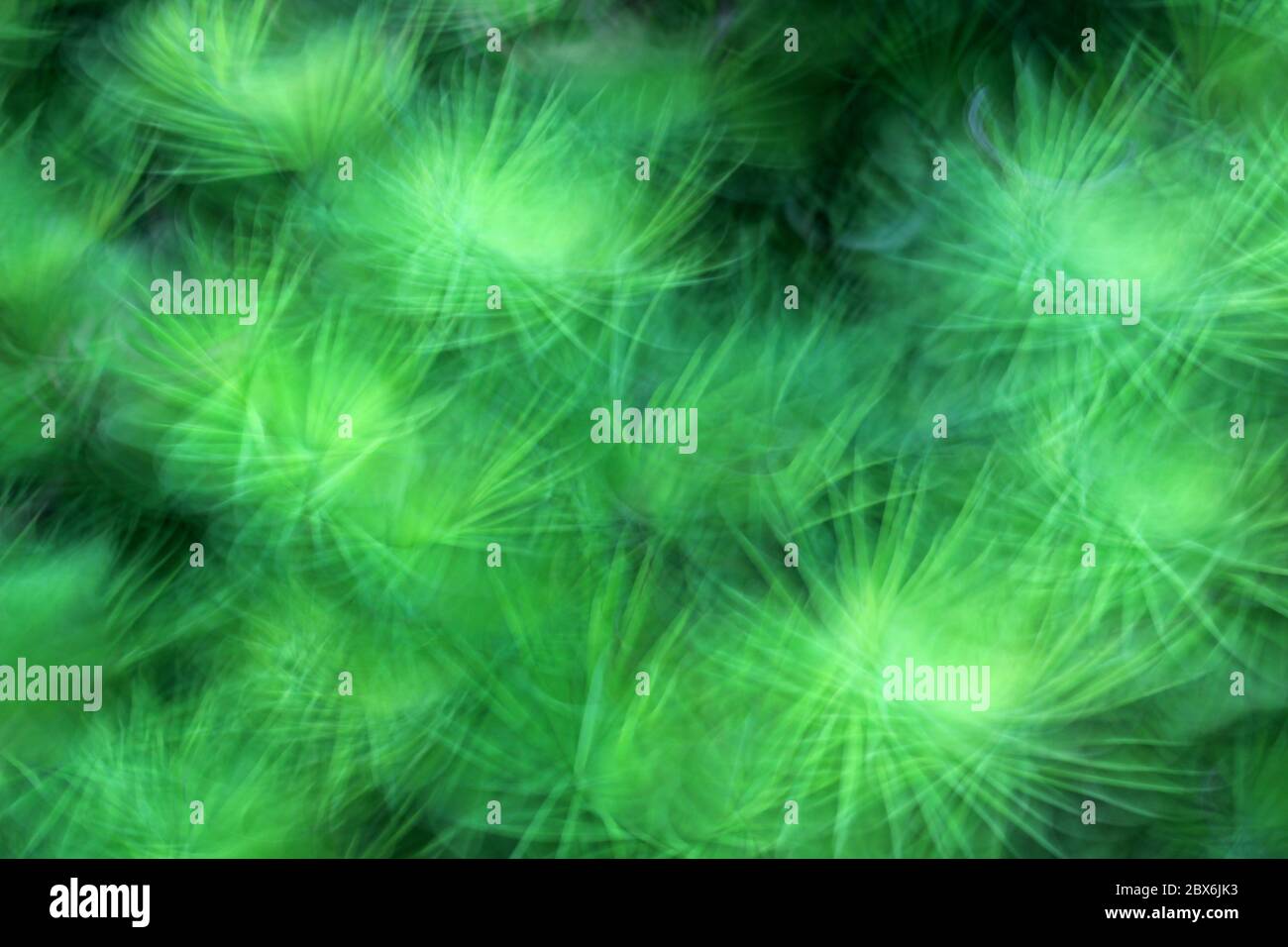 Abstract patterns by blurring of spruce leaves Stock Photo - Alamy