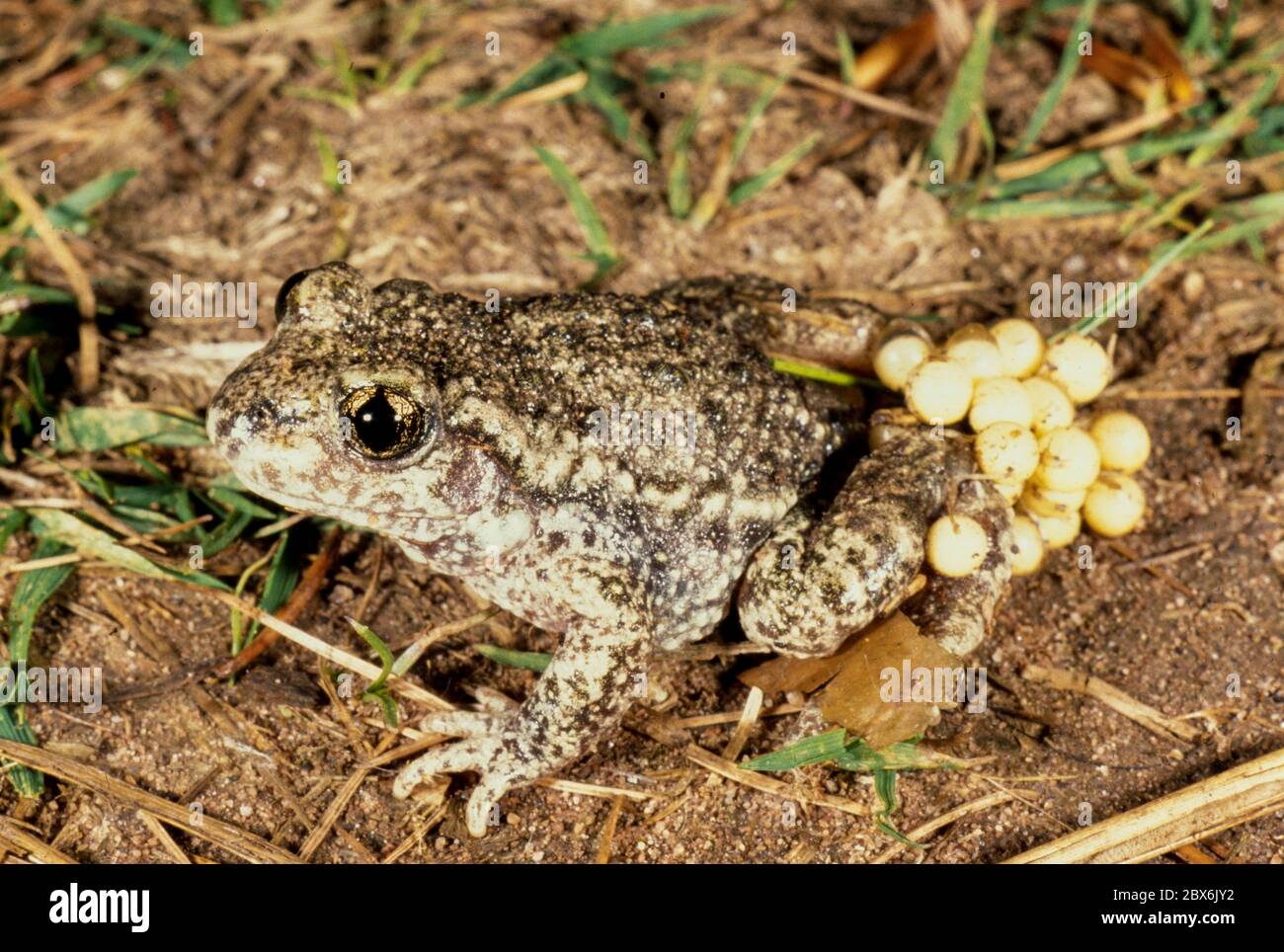 Common Midwife Toad (Alytes obstetricans Stock Photo - Alamy